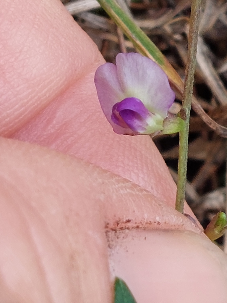 Glycine microphylla from Pennant Hills Rd after Dartford Rd ...