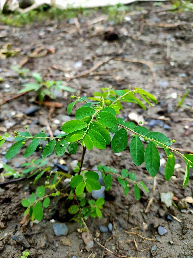 Mascarene Island leaf-flower from 270台灣宜蘭縣蘇澳鎮 on October 30, 2023 at 02 ...
