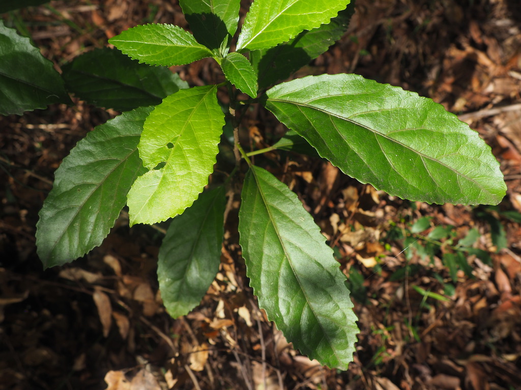 Claoxylon australe from Valla NSW 2448, Australia on November 24, 2023 at 05:26 PM by Nathanael ...