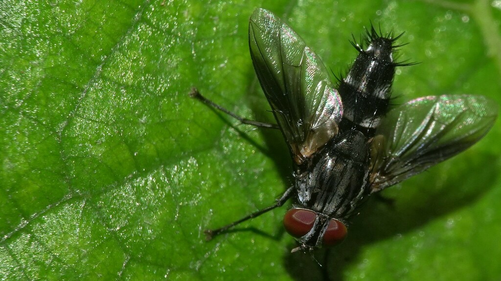 Thelaira from BNHS CEC on November 30, 2023 at 08:48 AM by Dinesh ...