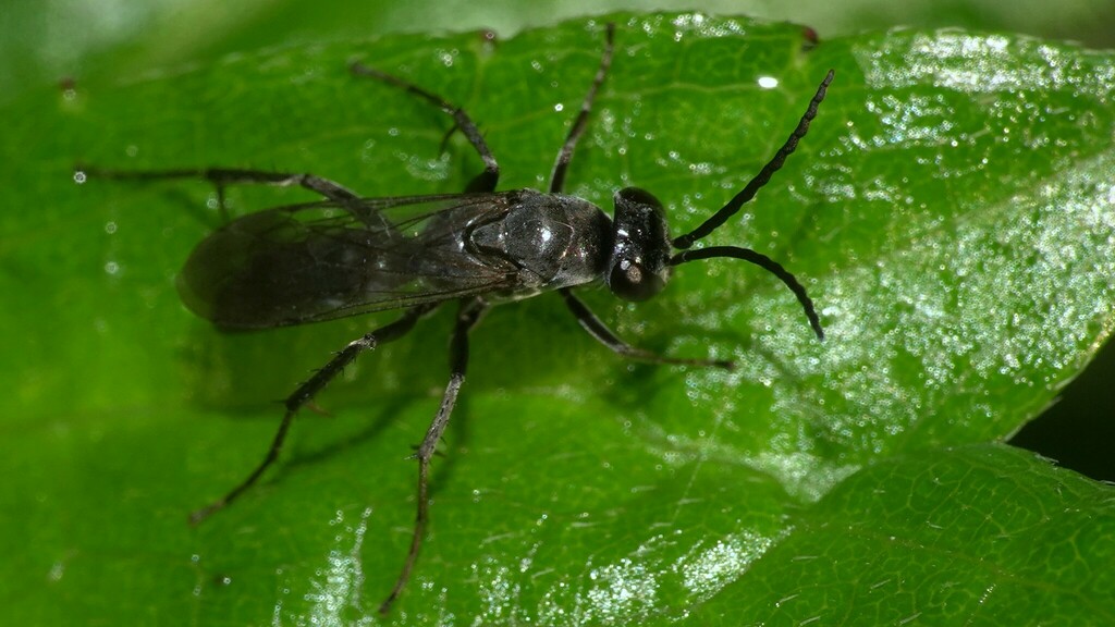Pompilinae from BNHS CEC on November 30, 2023 at 08:59 AM by Dinesh ...