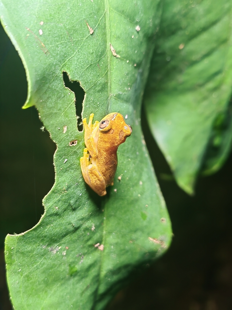 Harlequin Treefrog from Sierpe Costa Rica on November 8, 2023 at 08:38 ...
