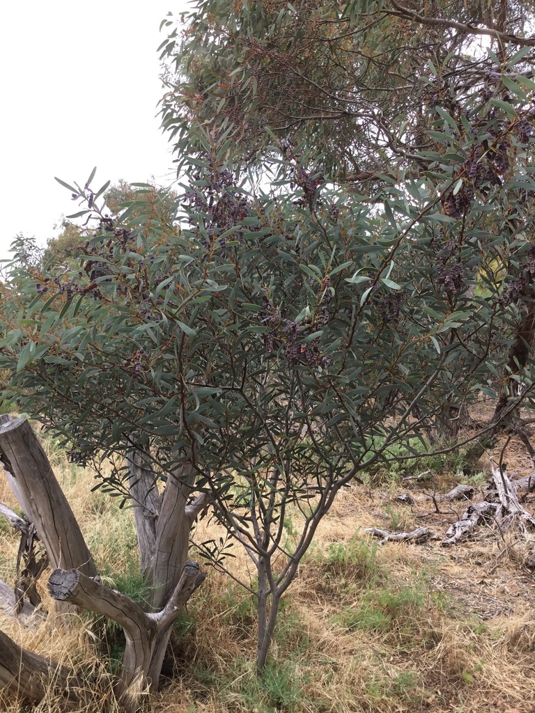 Notable Wattle from Enfield Memorial Park, Enfield, SA, AU on December ...