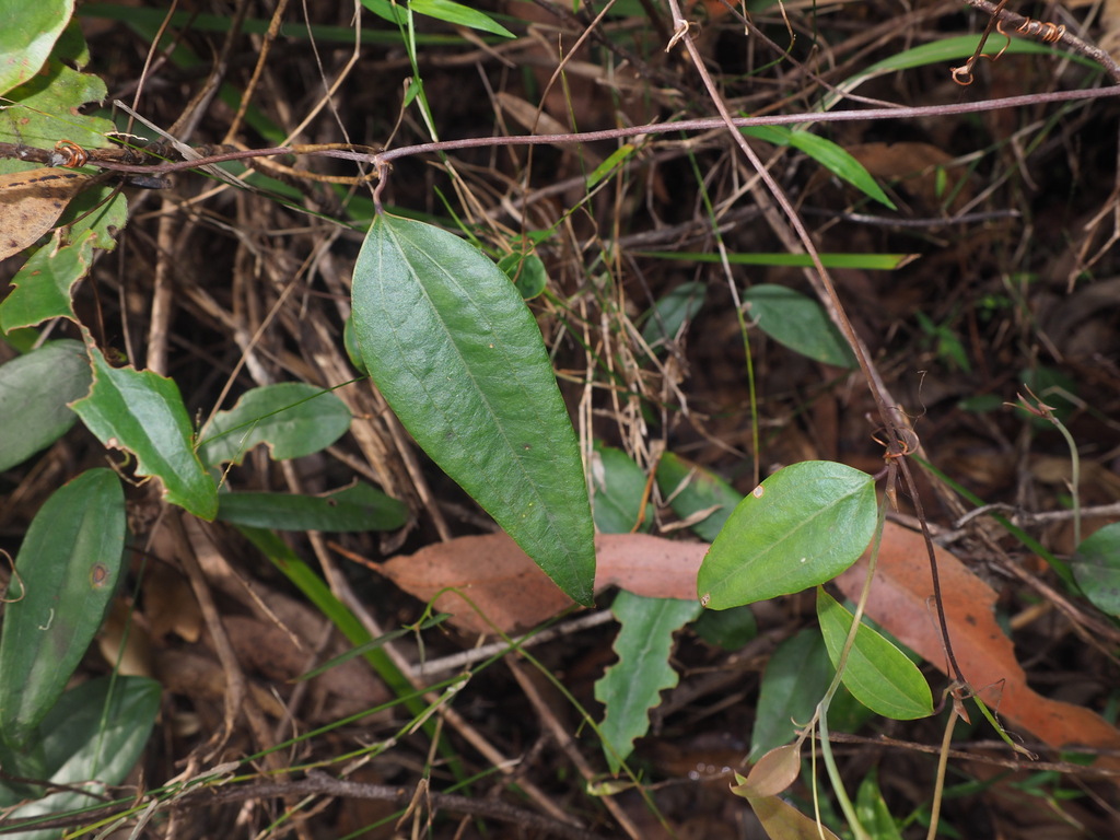 Sweet Sarsaparilla from Valla NSW 2448, Australia on November 24, 2023 at 05:28 PM by Nathanael ...