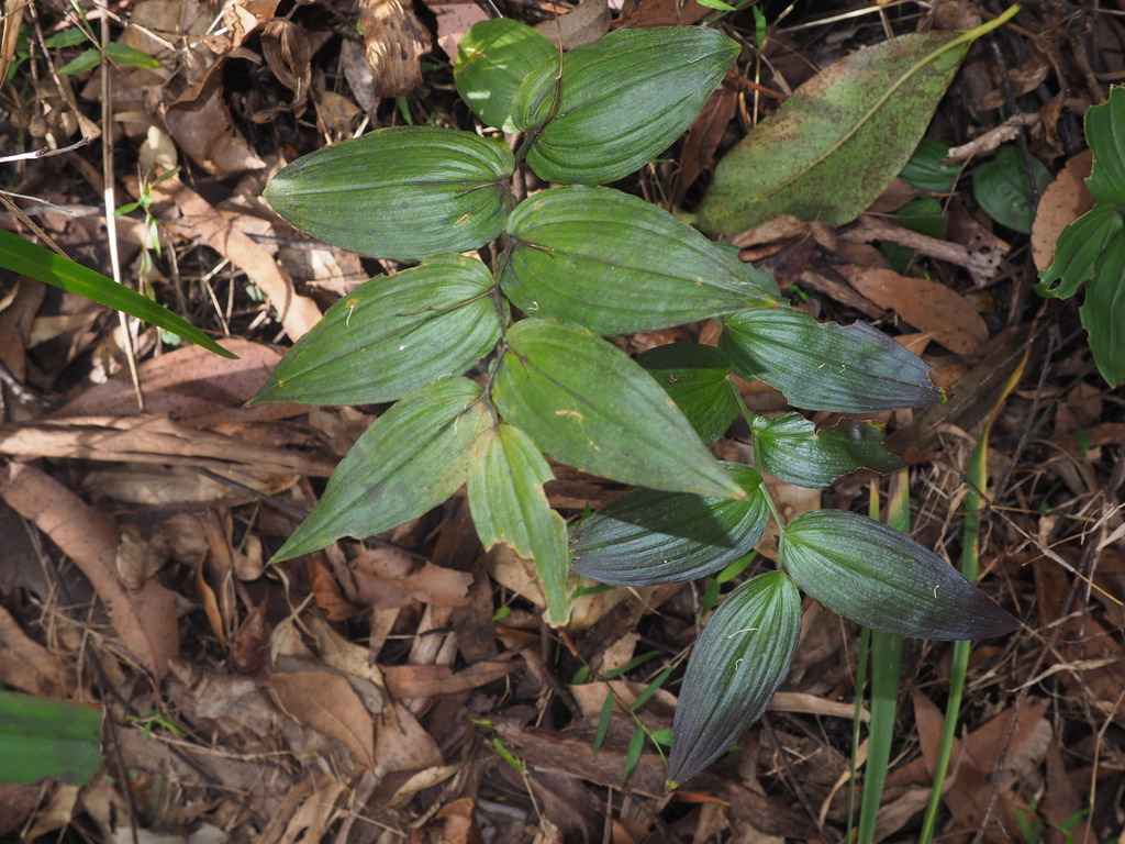 kreysigia from Valla NSW 2448, Australia on November 24, 2023 at 05:28 PM by Nathanael Green ...