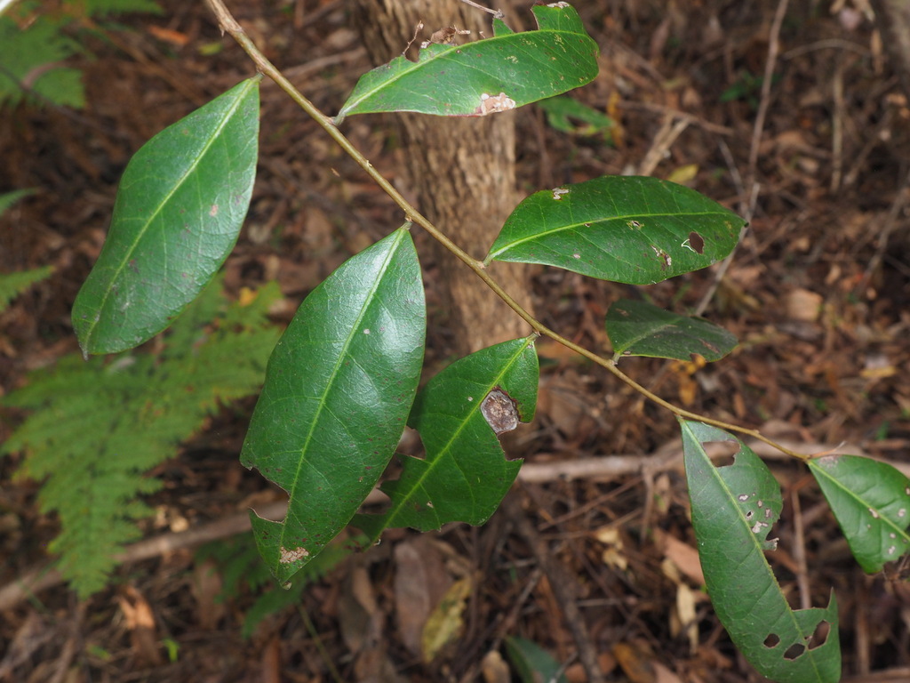 Cheese Tree from Valla NSW 2448, Australia on November 24, 2023 at 05: ...