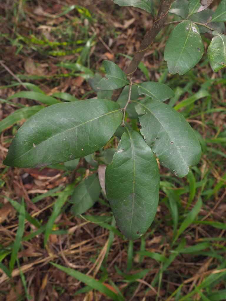 Guioa from Valla NSW 2448, Australia on November 24, 2023 at 05:31 PM by Nathanael Green ...