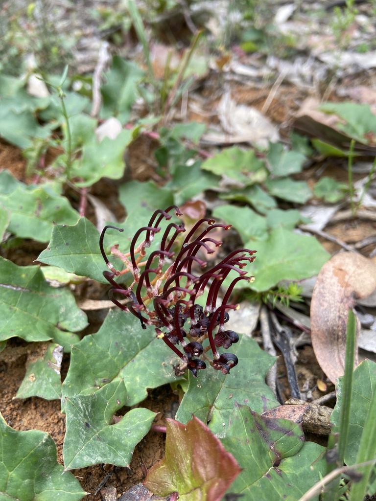 Grevillea repens from Kinglake National Park, Kinglake, VIC, AU on ...