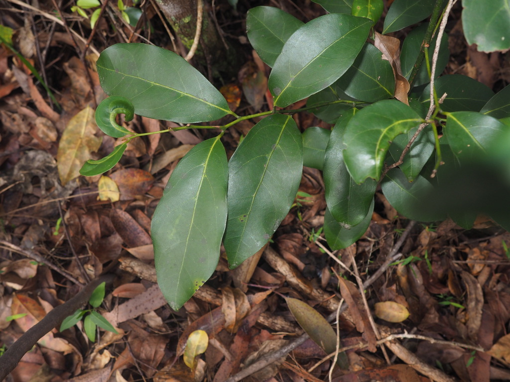 dicots from Valla NSW 2448, Australia on November 24, 2023 at 05:32 PM by Nathanael Green ...