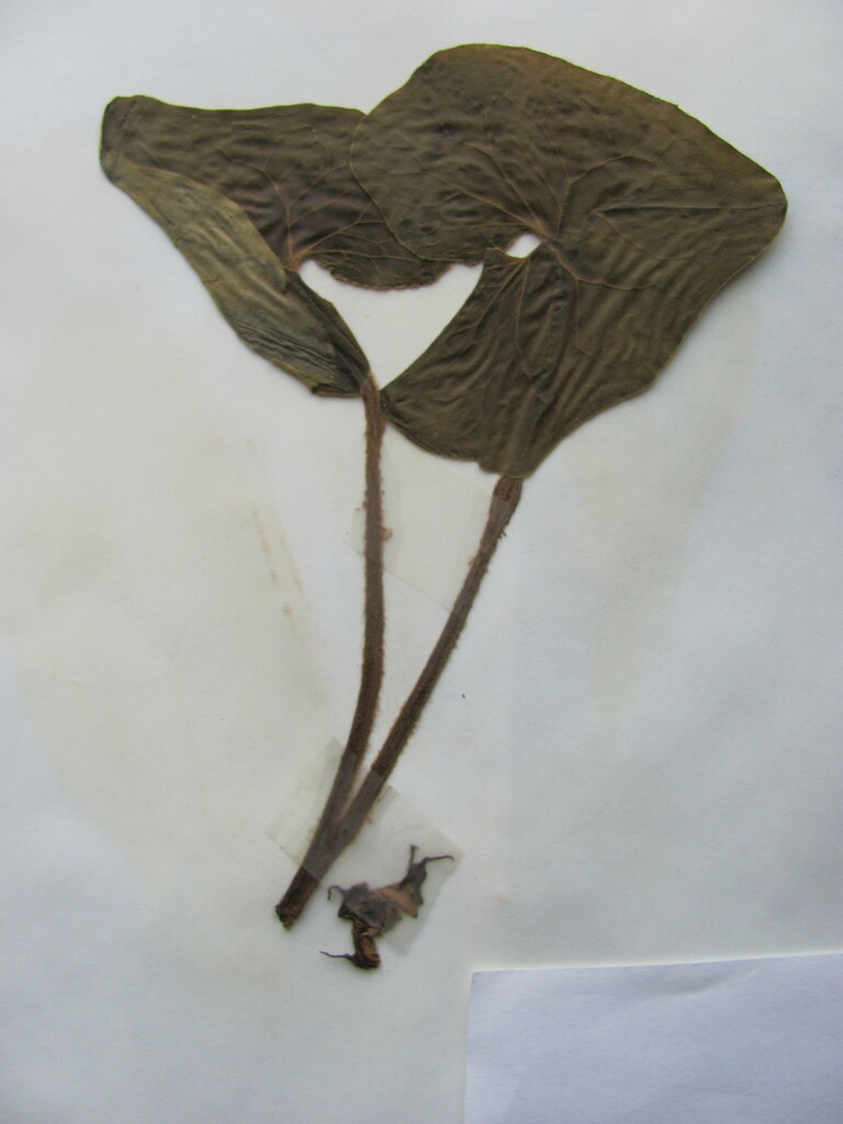 Canadian wild ginger in April 1987 by Chuck Thomas. growing in a mature ...