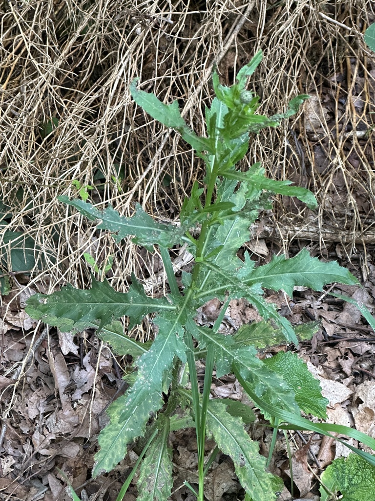 creeping thistle from Bethpage State Park, Bethpage, NY, US on June 24 ...