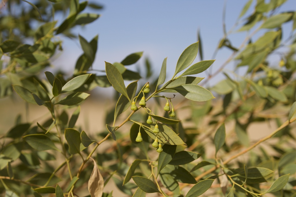 Desert poplar from Millstream WA 6716, Australia on June 26, 2023 at 01 ...