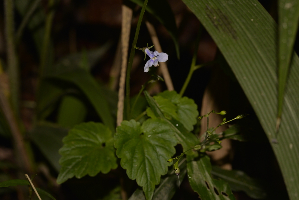 forest lobelia from Karangi NSW 2450, Australia on November 24, 2023 at ...