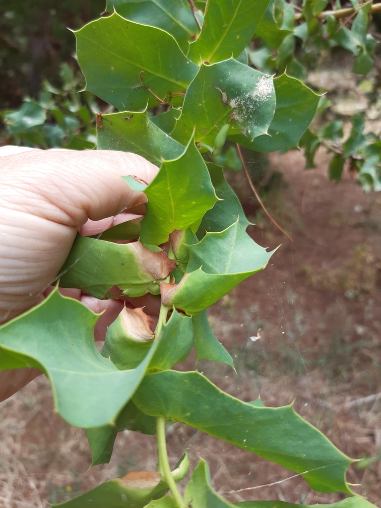 Harsh Hakea from Wattle Range - West, AU-SA, AU on December 2, 2023 at ...