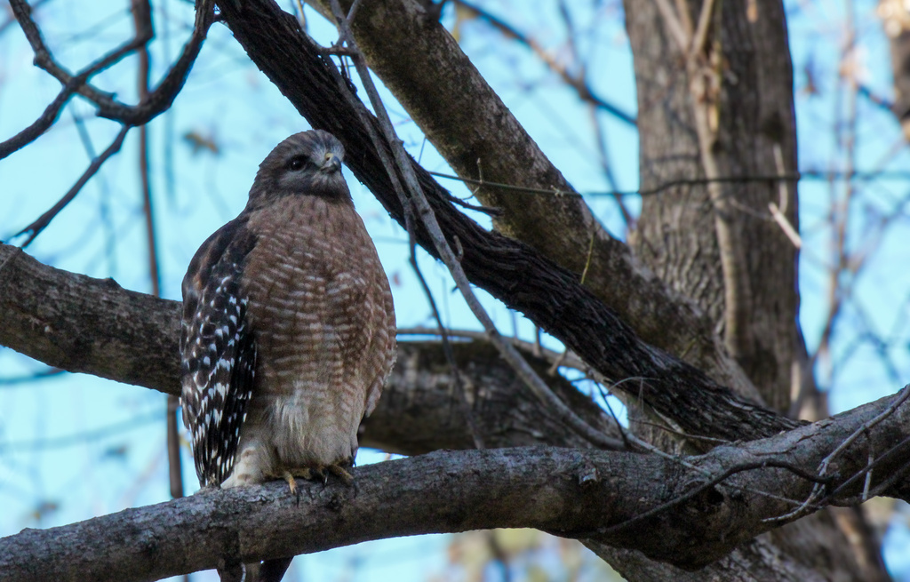Red-shouldered Hawk from Pony Pasture, Richmond, VA, US on November 29 ...