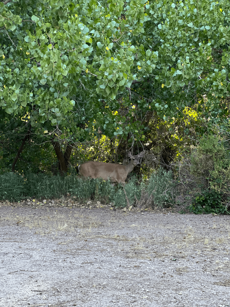 Mule Deer from Pinnacles, CA 95043, USA on September 15, 2023 by ...