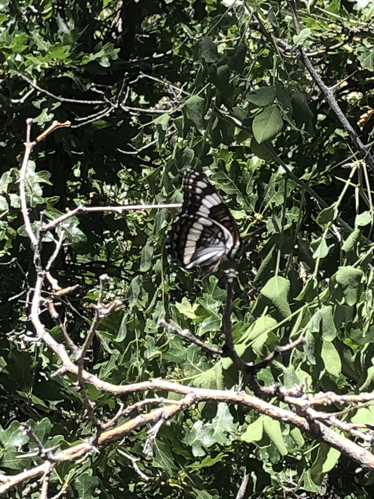 Weidemeyer's Admiral from Grand Canyon National Park, Williams, AZ, US ...