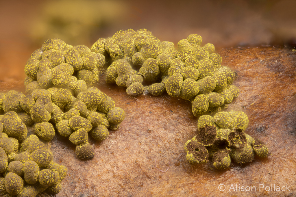 Physarum virescens from Mendocino County, CA, USA on November 21, 2023 ...