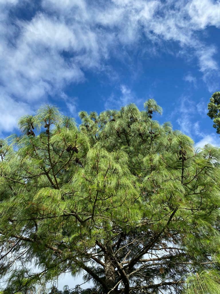 Michoacan pine from San Gabriel, Jal., México on November 25, 2023 at ...