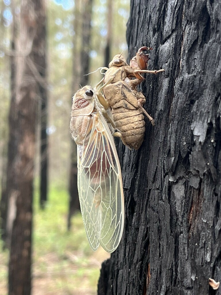 Double Drummer from Bundagen NSW 2454, Australia on December 2, 2023 at ...