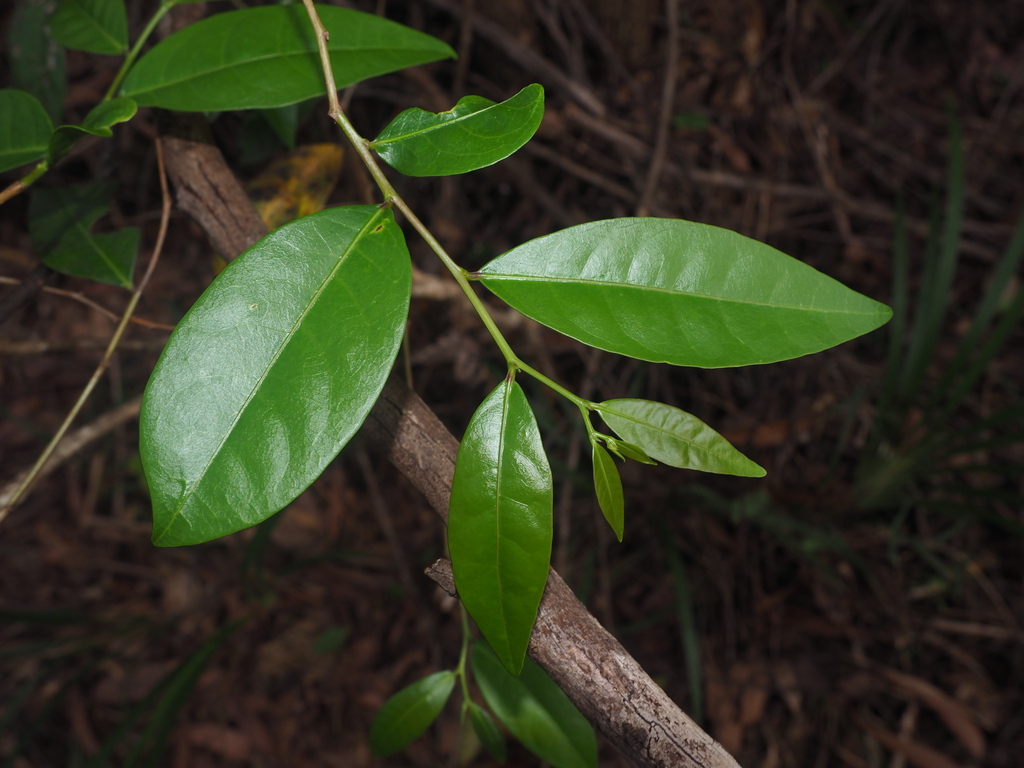 Cheese Tree from Valla NSW 2448, Australia on November 24, 2023 at 05:33 PM by Nathanael Green ...