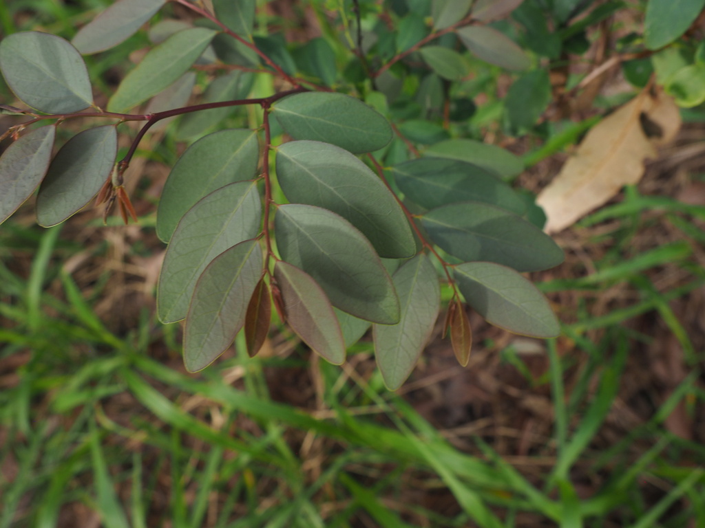 coffee bush from Valla NSW 2448, Australia on November 24, 2023 at 05:34 PM by Nathanael Green ...