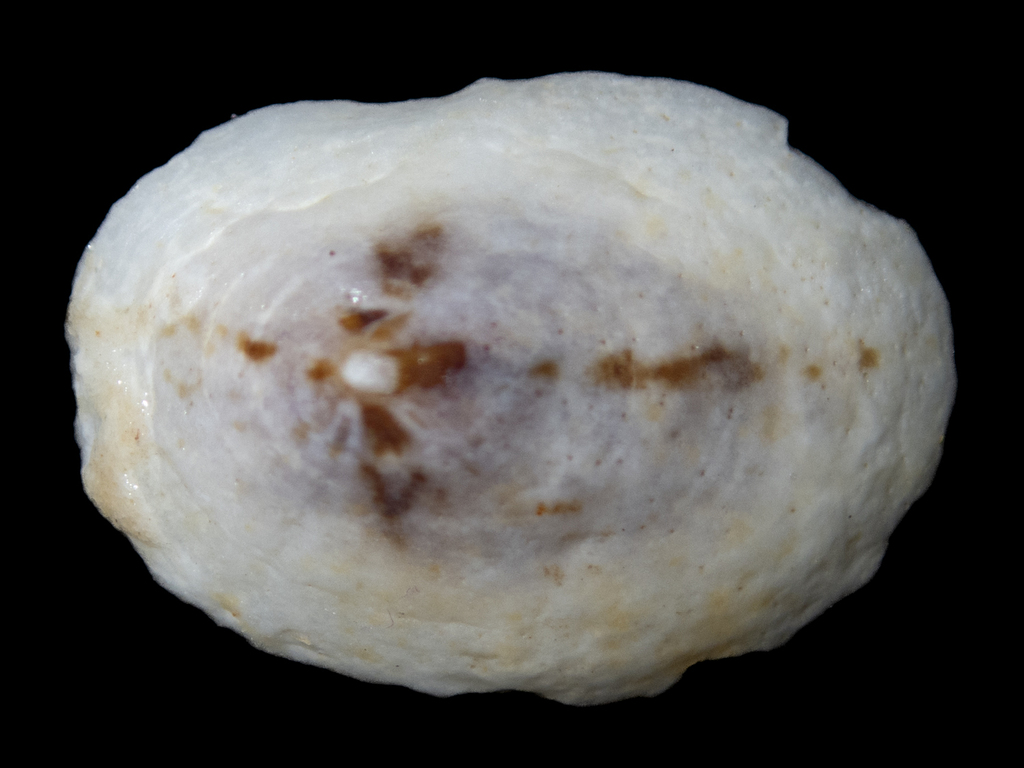 Patelloida mufria from Fingal Bay NSW 2315, Australia on November 26, 2023 by Steve Smith ...