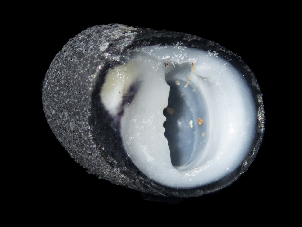 Black nerite from Fingal Bay NSW 2315, Australia on November 26, 2023 ...