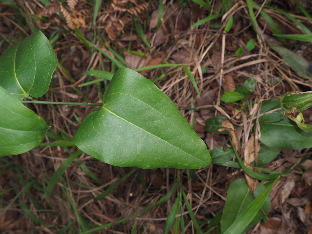 Austral Sarsaparilla from Valla NSW 2448, Australia on November 24, 2023 at 05:36 PM by ...