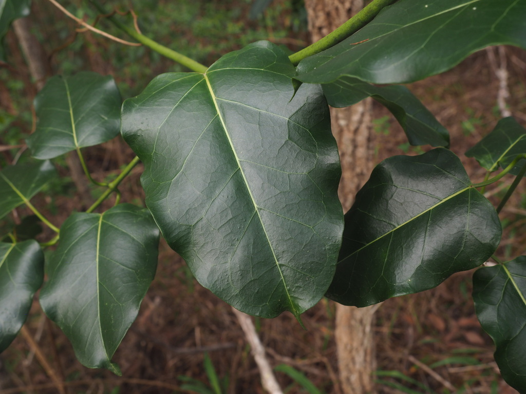 Common Milk Vine from Valla NSW 2448, Australia on November 24, 2023 at 05:36 PM by Nathanael ...