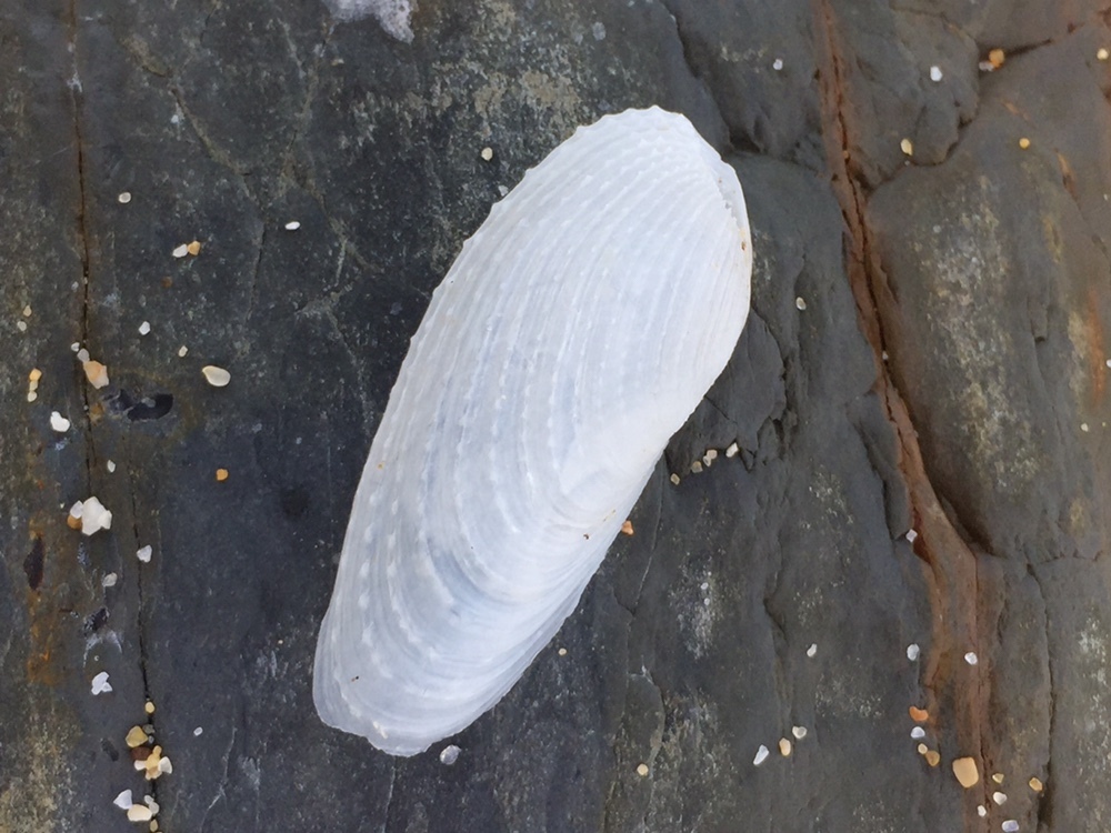 Barnea australasiae from Yuraygir National Park, Barcoongere, NSW, AU ...