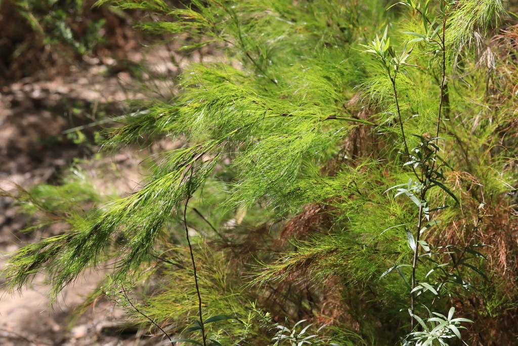 foxtails from Sherwood NSW 2450, Australia on November 27, 2023 at 10: ...