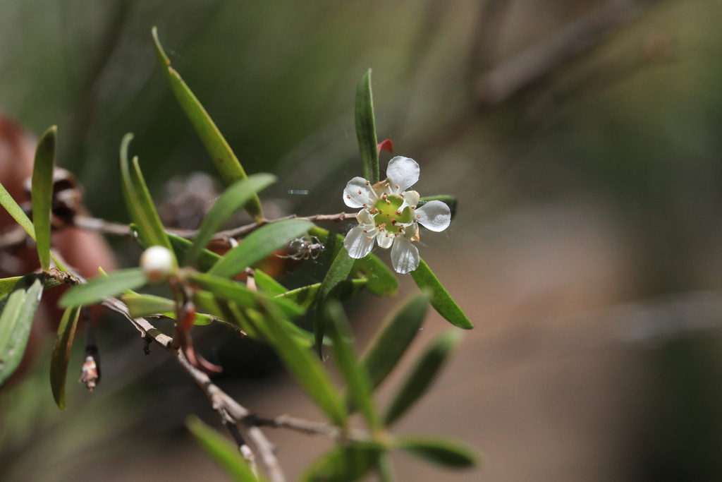 Lemon Scented Tea Tree from Sherwood NSW 2450, Australia on November 27 ...