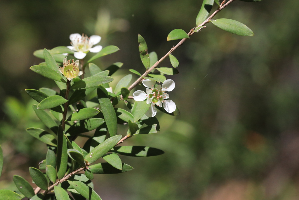 Lemon Scented Tea Tree from Sherwood NSW 2450, Australia on November 27 ...