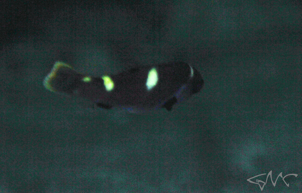 Foxfish (Bodianus frenchii) - Marine Life Identification