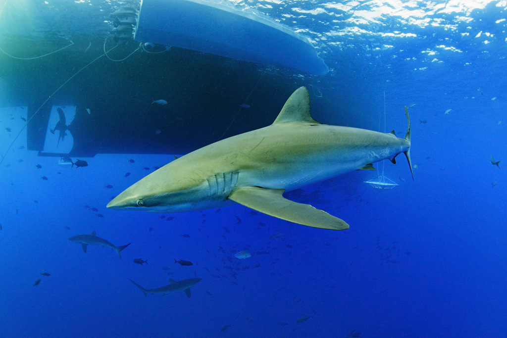Silky Shark (Carcharhinus falciformis) - Marine Life Identification