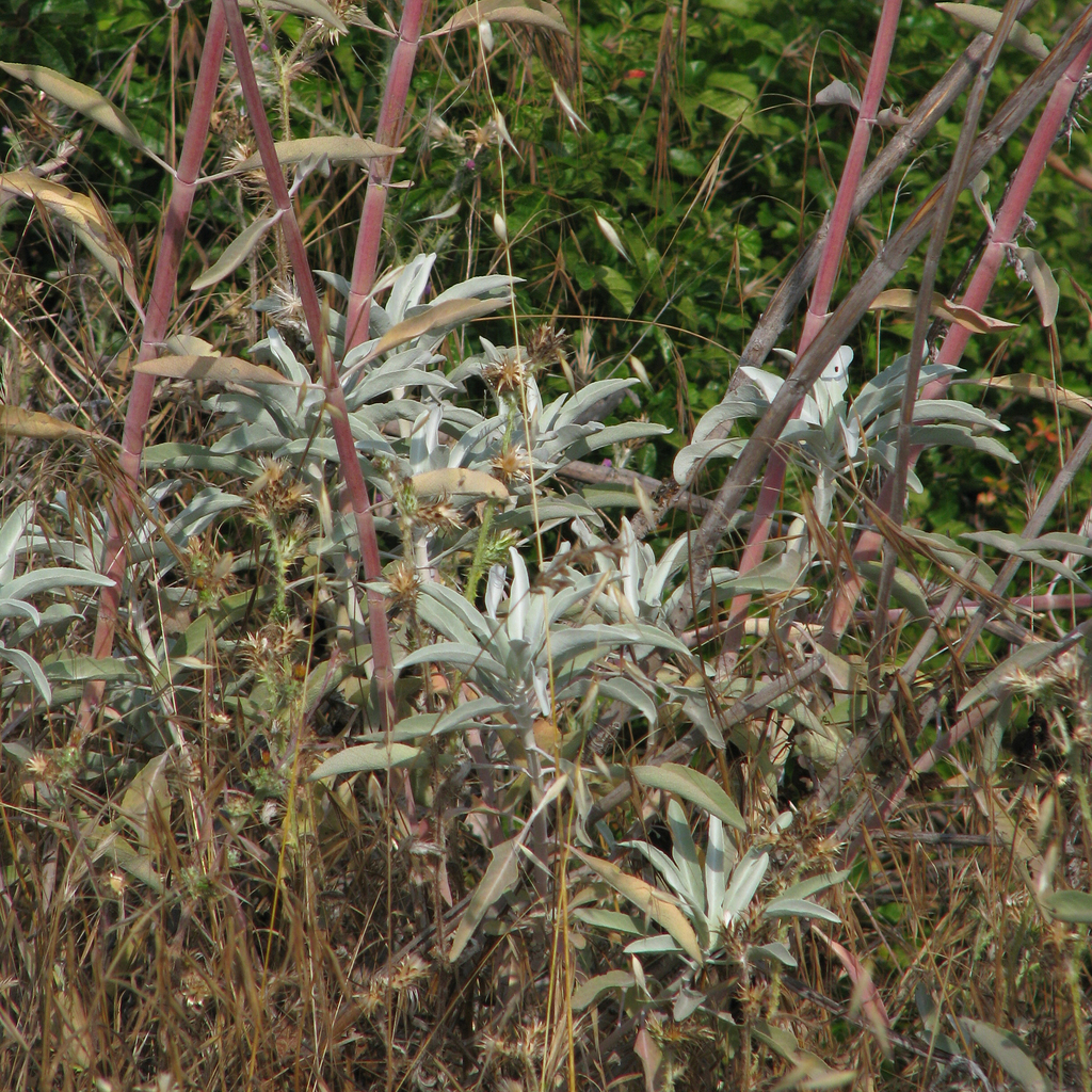 white sage from Los Angeles County, CA, USA on June 7, 2009 at 02:49 PM ...
