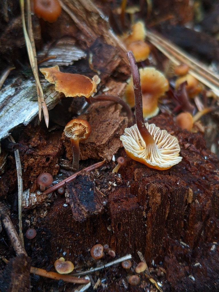Xeromphalina from Camptonville, CA 95922, USA on December 1, 2023 at 02 ...