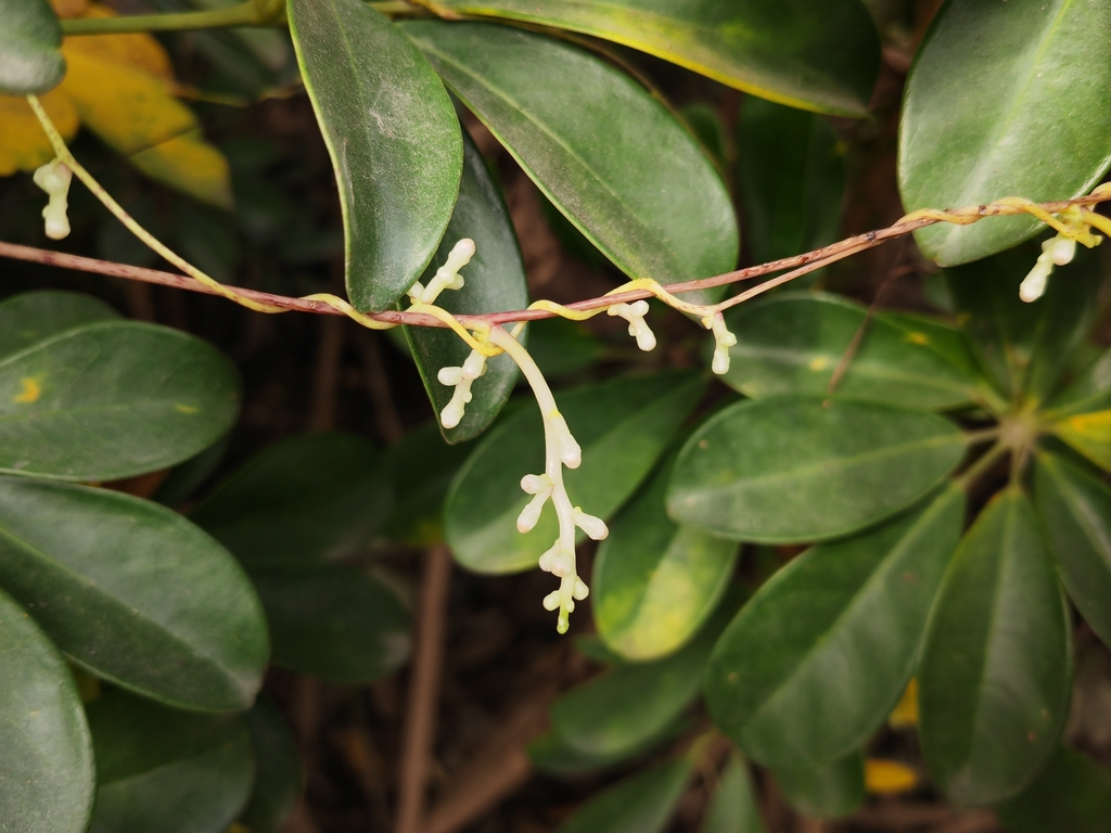 Japanese dodder from Shenzhen, CN-GD, CN on December 2, 2023 at 09:59 ...