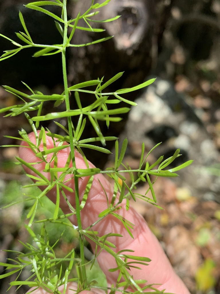 African Asparagus from Mon Repos Conservation Park, Mon Repos, QLD, AU ...