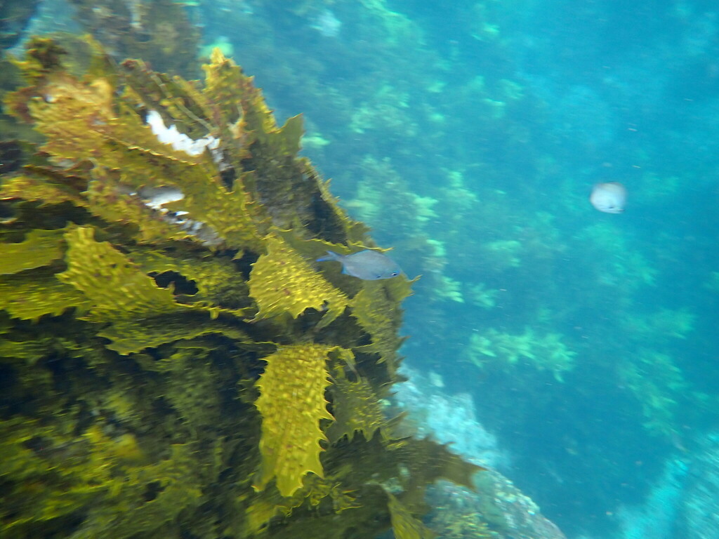 Common Kelp from Merimbula Wharf NSW 2548, Australia on November 25 ...