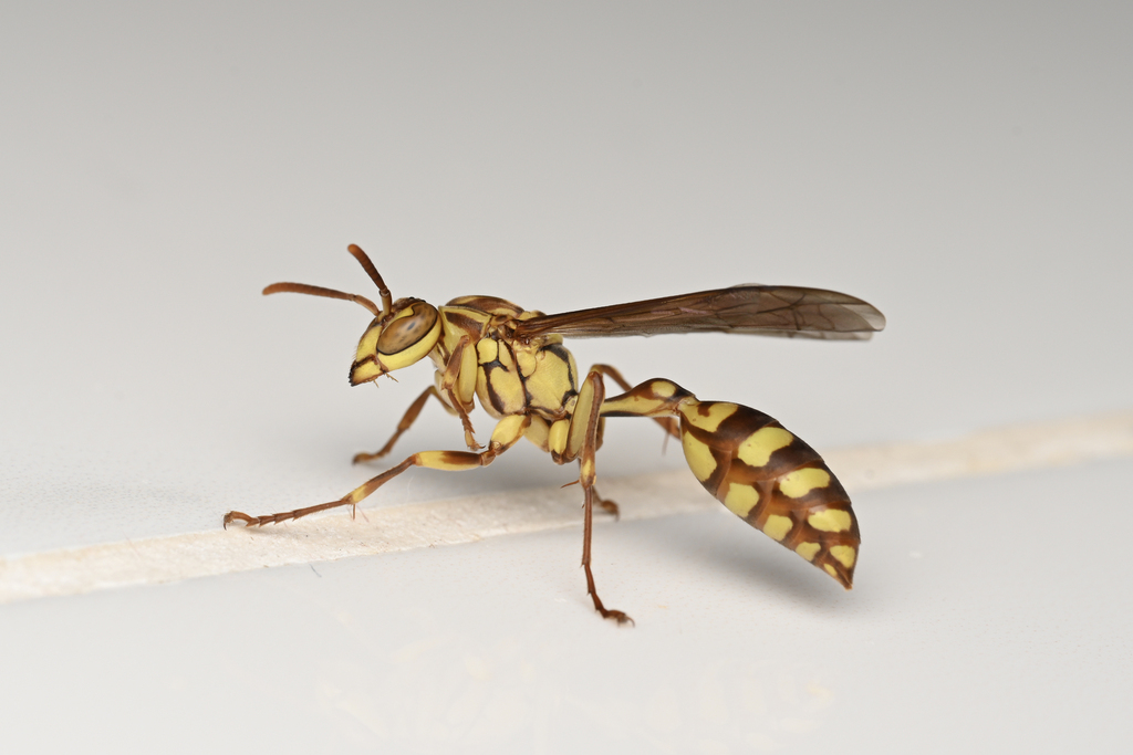 Lesser Paper Wasps from Guangming, Shenzhen, Guangdong Province, China ...