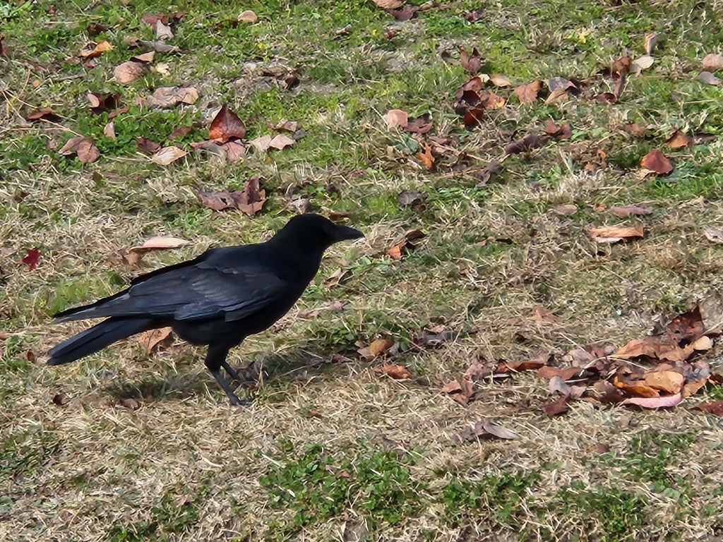 Japanese Crow from Kyoto Gyoen National Garden, 3 Kyōtogyoen, Kamigyo ...