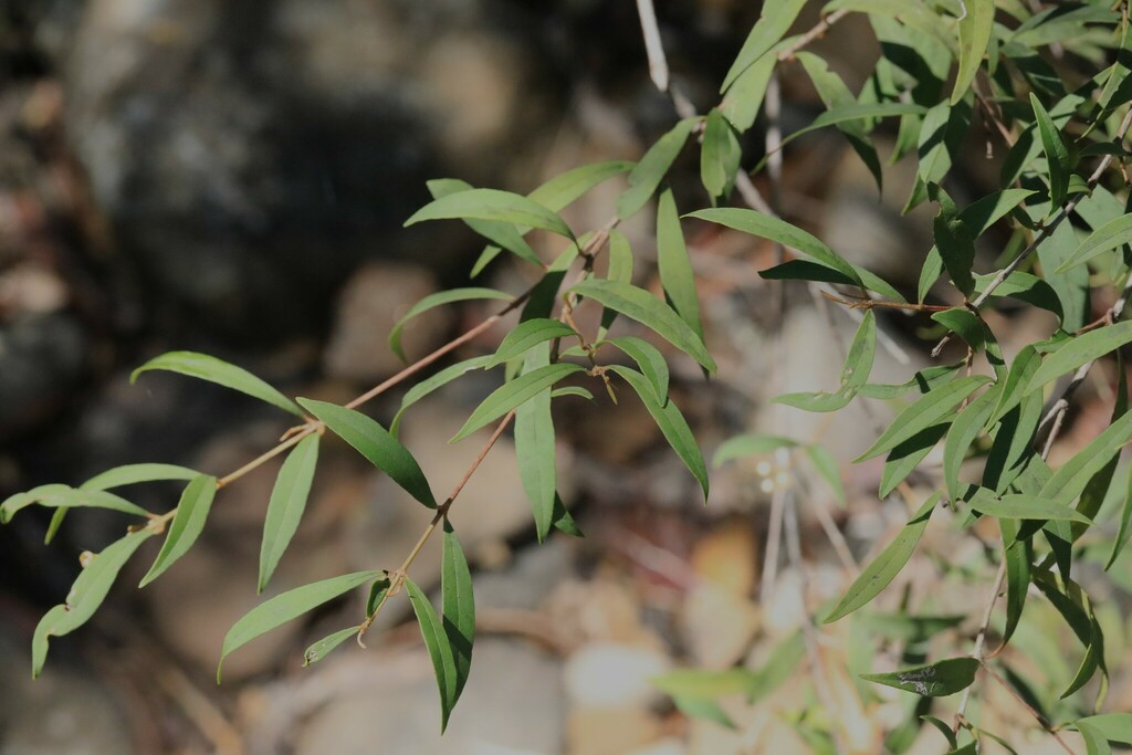 Lilly Pilly from Sherwood NSW 2450, Australia on November 27, 2023 at ...