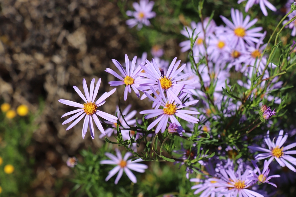 Bush Felicia from Welgemoed, Cape Town, 7538, South Africa on October ...
