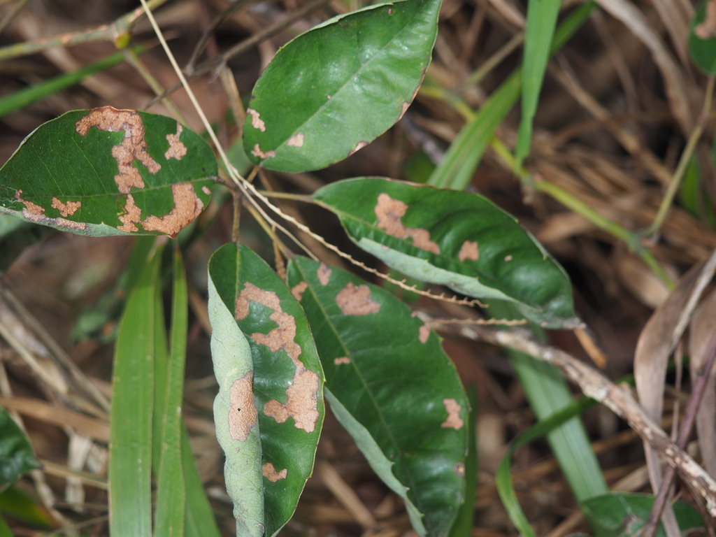 Five-Leaved Water Vine from Valla NSW 2448, Australia on November 24, 2023 at 05:36 PM by ...