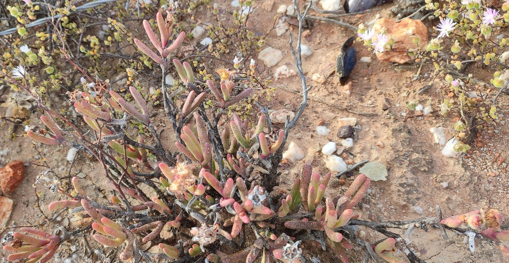 Hereroa tenuifolia in November 2023 by Nick Helme · iNaturalist