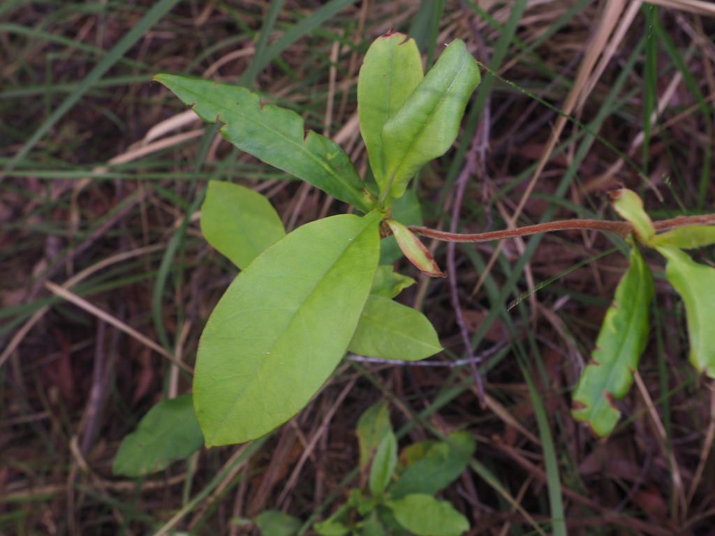 Climbing Guinea flower from Valla NSW 2448, Australia on November 24, 2023 at 05:42 PM by ...