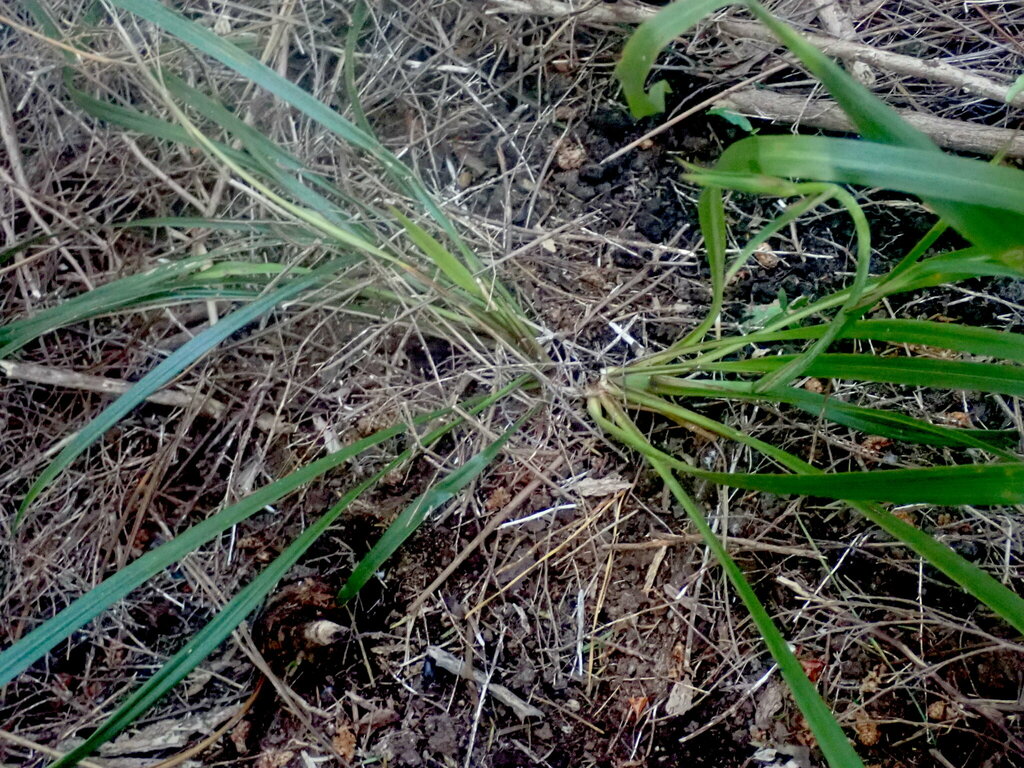 dwarf cabbage tree from TRPUACAN Tanekaha Ridge, Eskdale Forest on ...