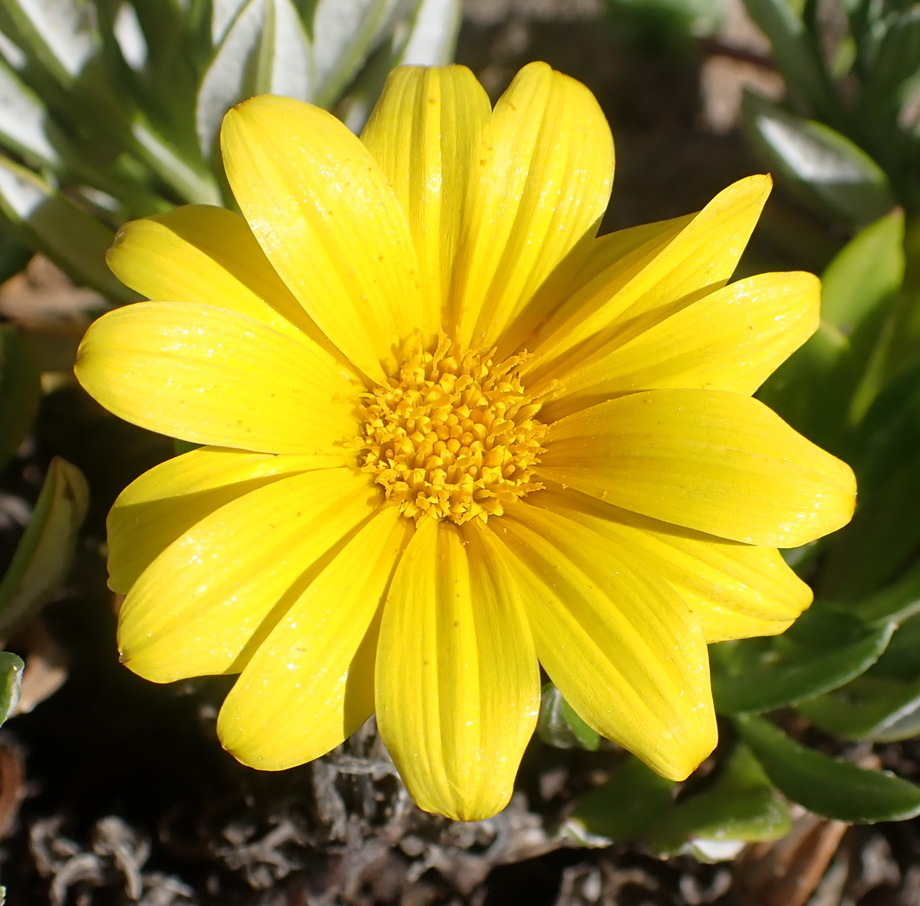 Trailing Treasureflower from Brenton-on-Sea, 6570, South Africa on ...